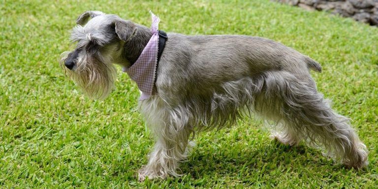 Schnauzer estándar - Wiki - Mascotas adopción