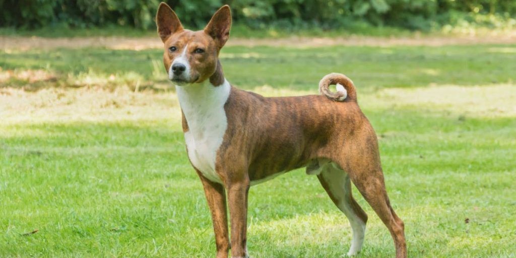 Basenji - Wiki - Mascotas adopción