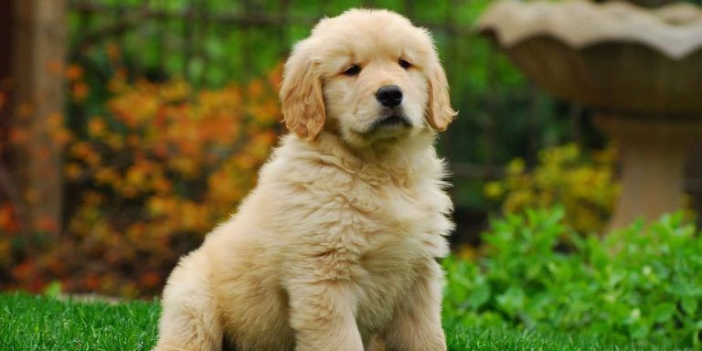 Golden retriever o cobrador dorado - Wiki - Mascotas adopción