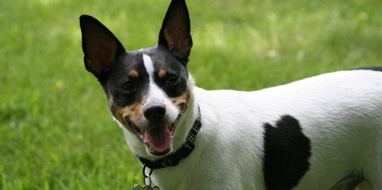 Bodeguero Andaluz o Ratonero Andaluz - Wiki - Mascotas adopción