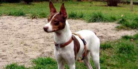 Ratonero valenciano o bodeguero - Wiki - Mascotas adopción