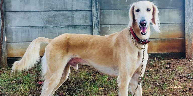 Saluki - Wiki - Mascotas adopción
