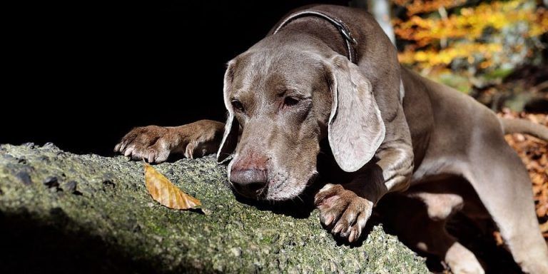 Braco de Weimar o Weimaraner - Wiki - Mascotas adopción