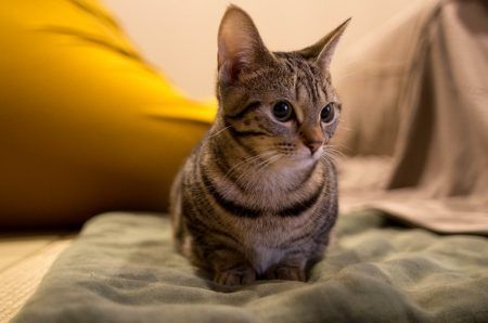 Gato munchkin o Gato patas cortas - Wiki - Mascotas adopción