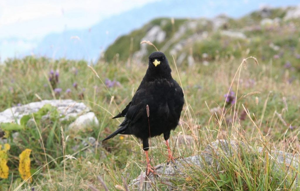 Chovas alpinas - Wiki - Mascotas adopción
