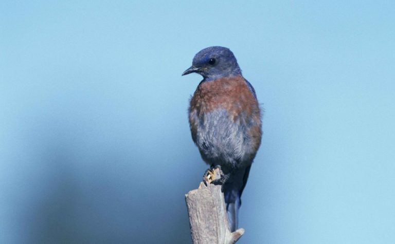 Pájaros azules - Wiki - Mascotas adopción