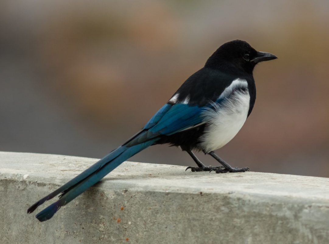 Urraca - Wiki - Mascotas adopción