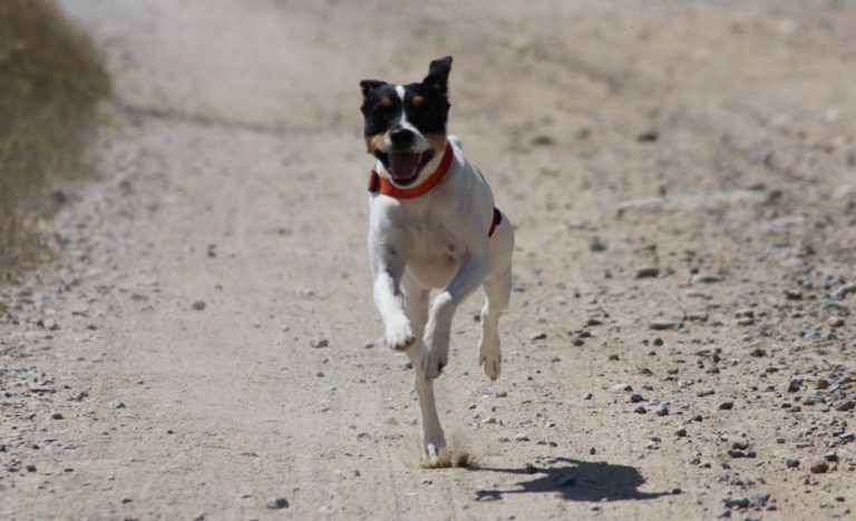 El Bodeguero Valenciano: Un Tesoro Canino Español - Mascotas adopción