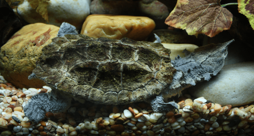 Las tortugas más raras del mundo - Mascotas adopción