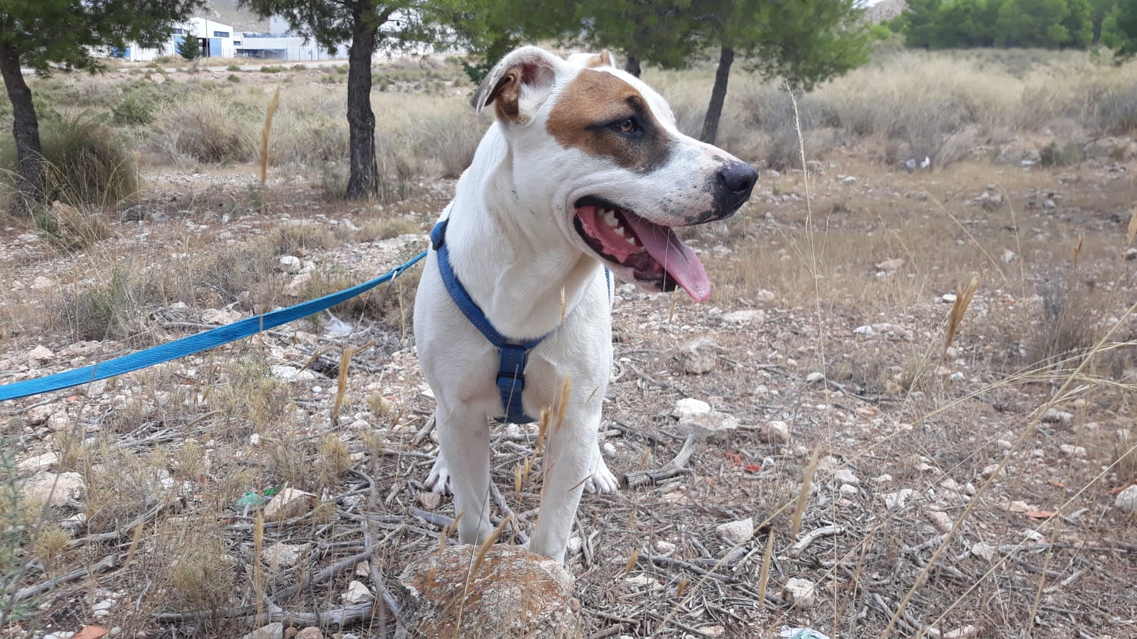 Perro MERIDA - Cachorra cariñosa y sociable - Mascotas adopción