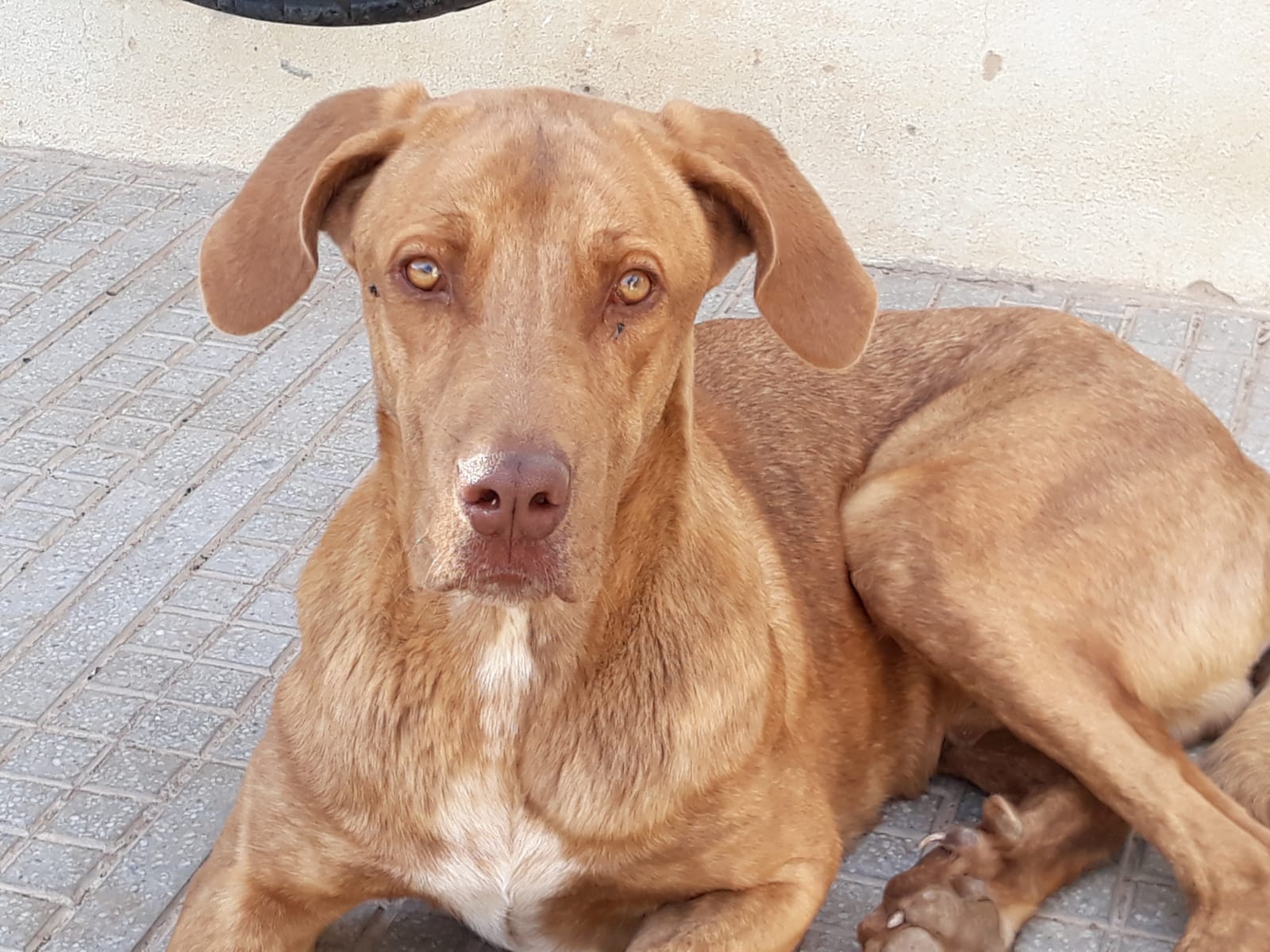 Perro COLIN - Tranquilo y tímido al principio - Mascotas adopción