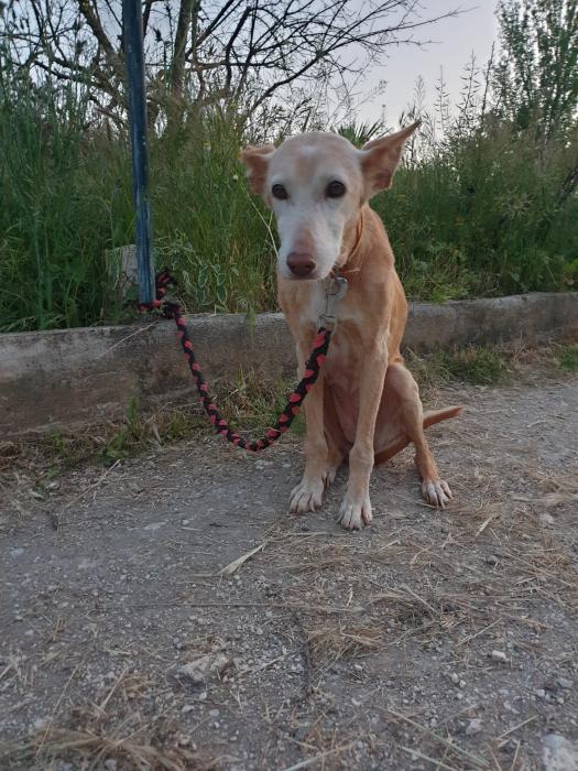 Perro RUBY - Ruby es un desecho de la caza - Mascotas adopción