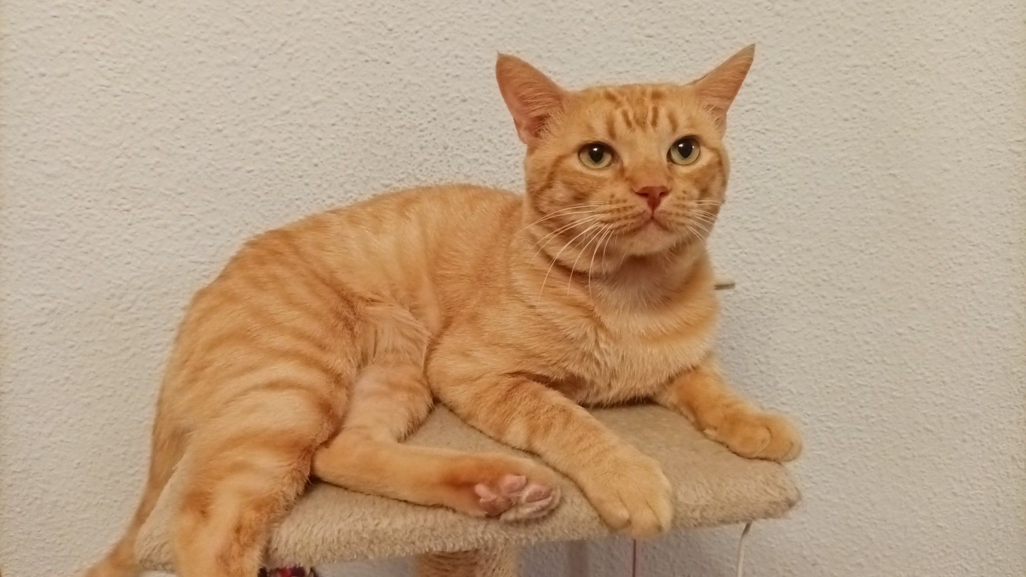 Gato Ginger - Más pichita que nunca - Mascotas adopción