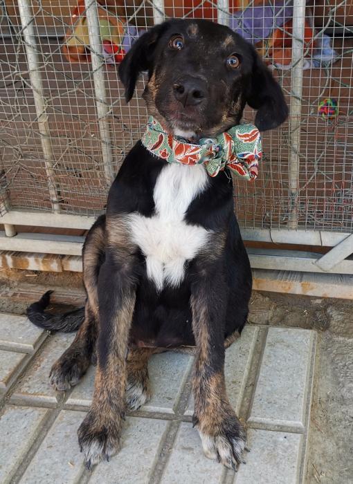 Perro TOM - Abandonado con su madre y hermano - Mascotas adopción