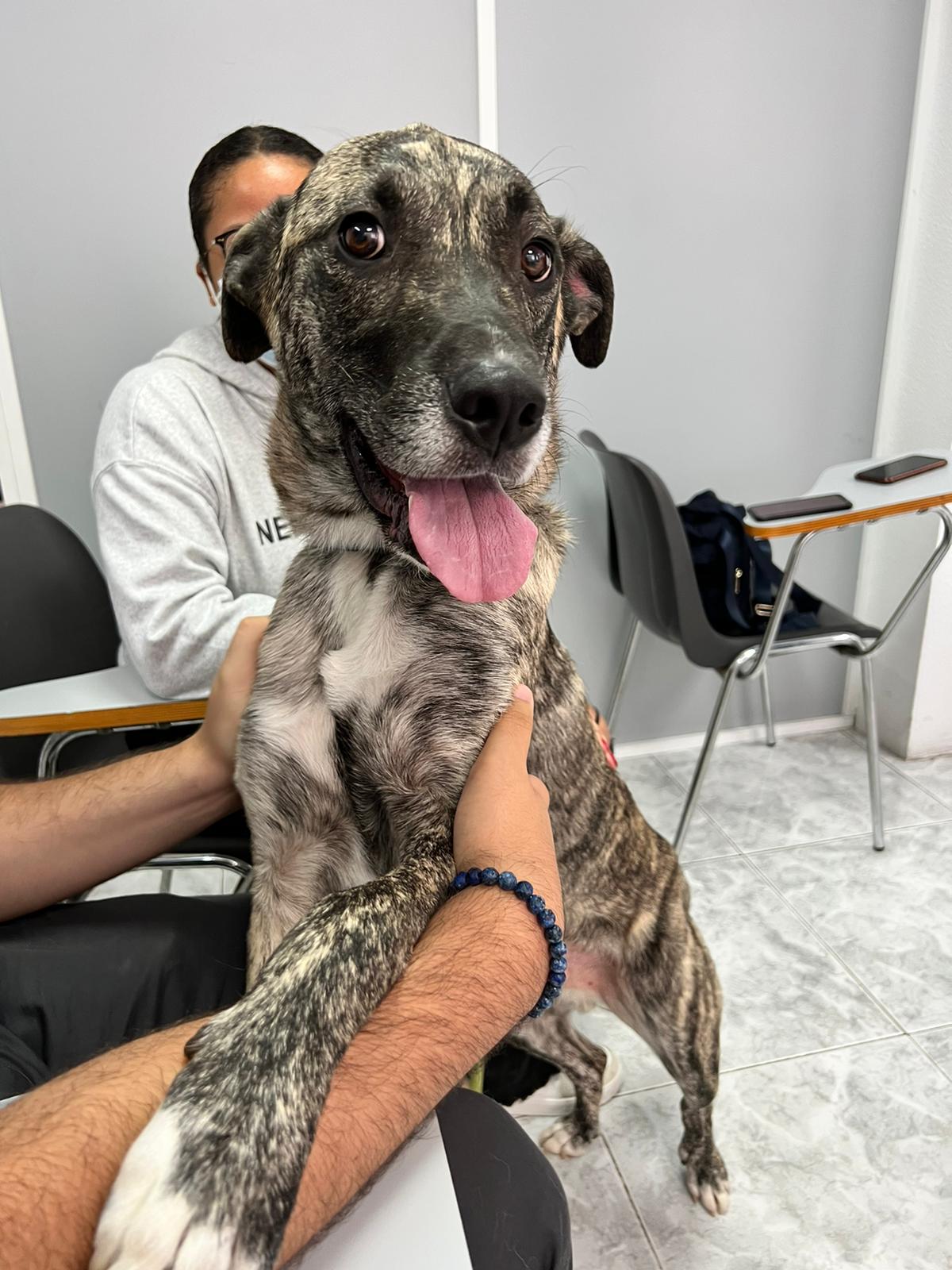 Perro Coffee - Sociable juguetón obediente - Mascotas adopción