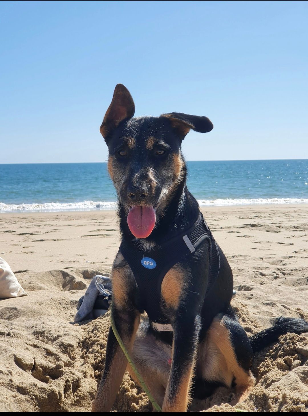 Perro Mucho sitio para Roque - Roque necesita más espacio - Mascotas ...