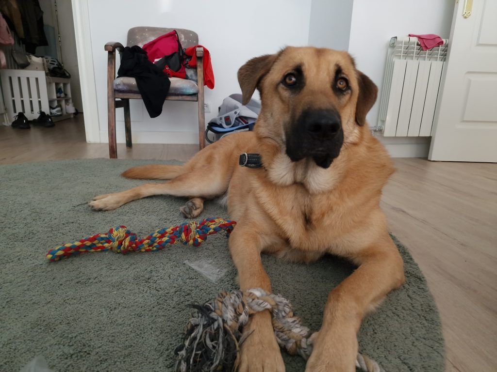 Canelo - Mestizo Mastín/Pastor Belga de 50kg castrado - Mascotas adopción