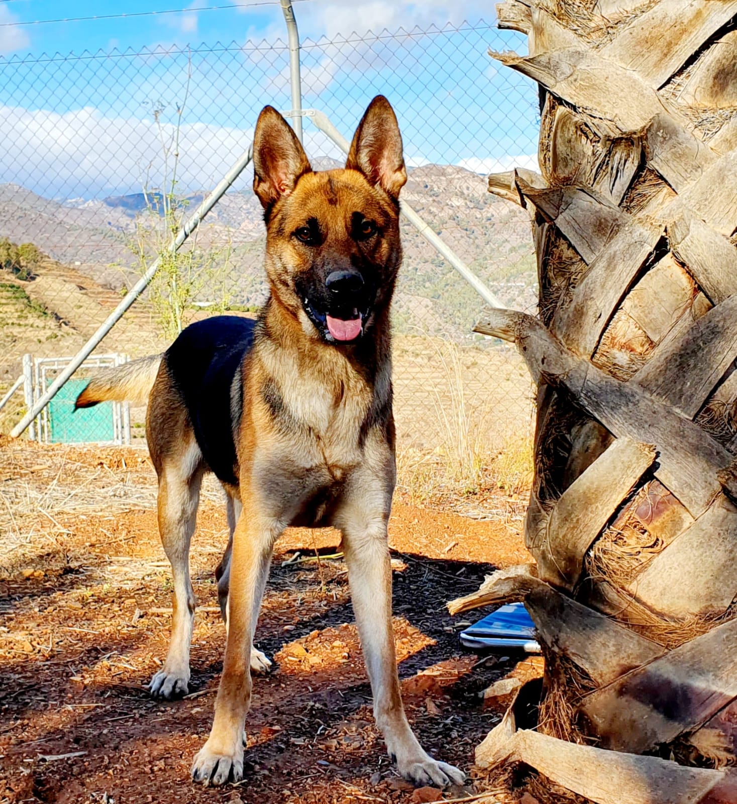 Perro GOKU - MUY NOBLE Y SIMPÁTICO - Mascotas adopción