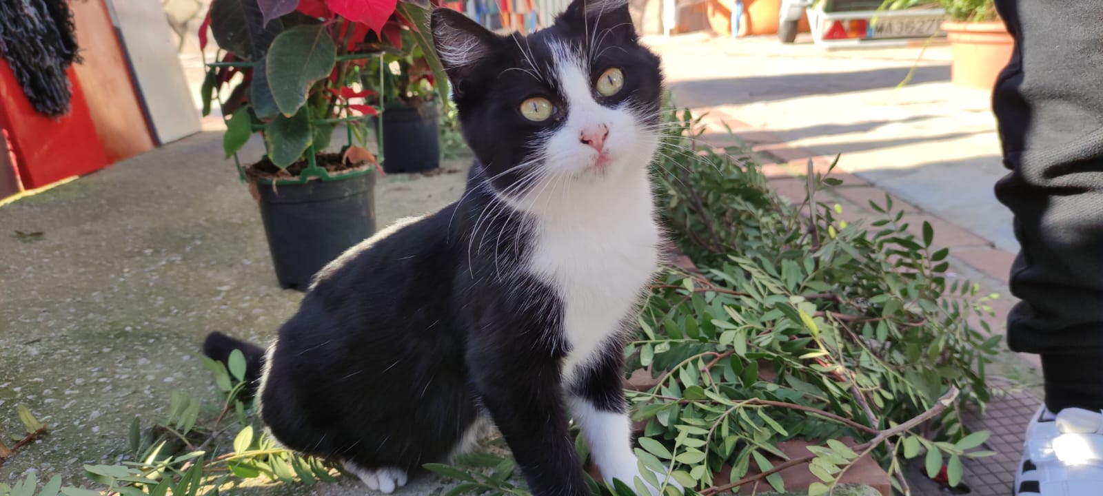 Gato Lila - Muy cariñosa, amistosa - Mascotas adopción