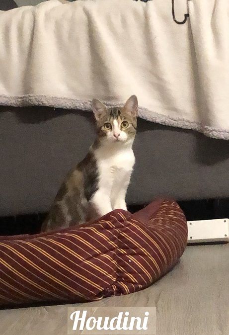 HOUDINI, GATITA EN ADOPCIÓN. MADRID - HOUDINI, GATITA EN ADOPCIÓN ...