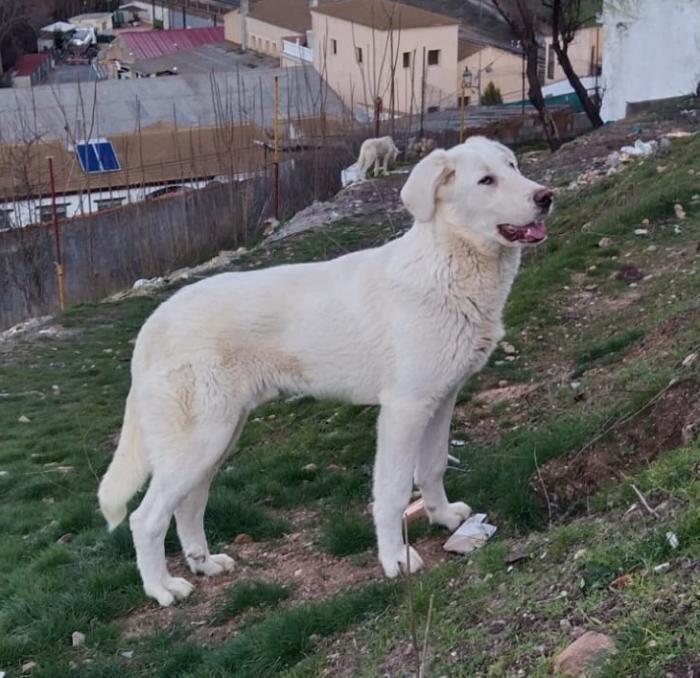 Perro DAVID - Rescatado de un pueblo, como sus hermanos - Mascotas adopción