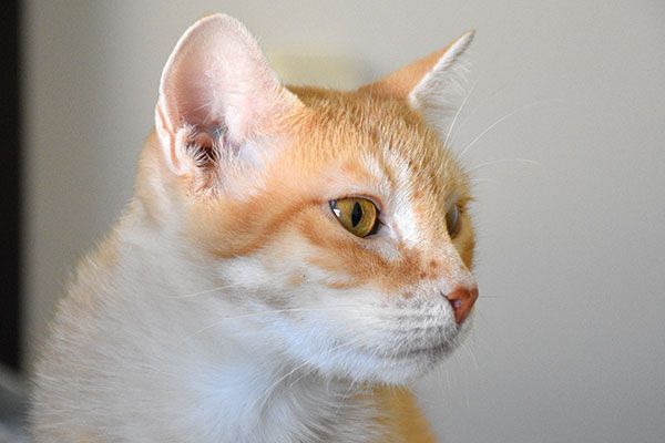 Gato GINGER LA CAMADA - CARAMELO PARA CONVIVIR - Mascotas adopción