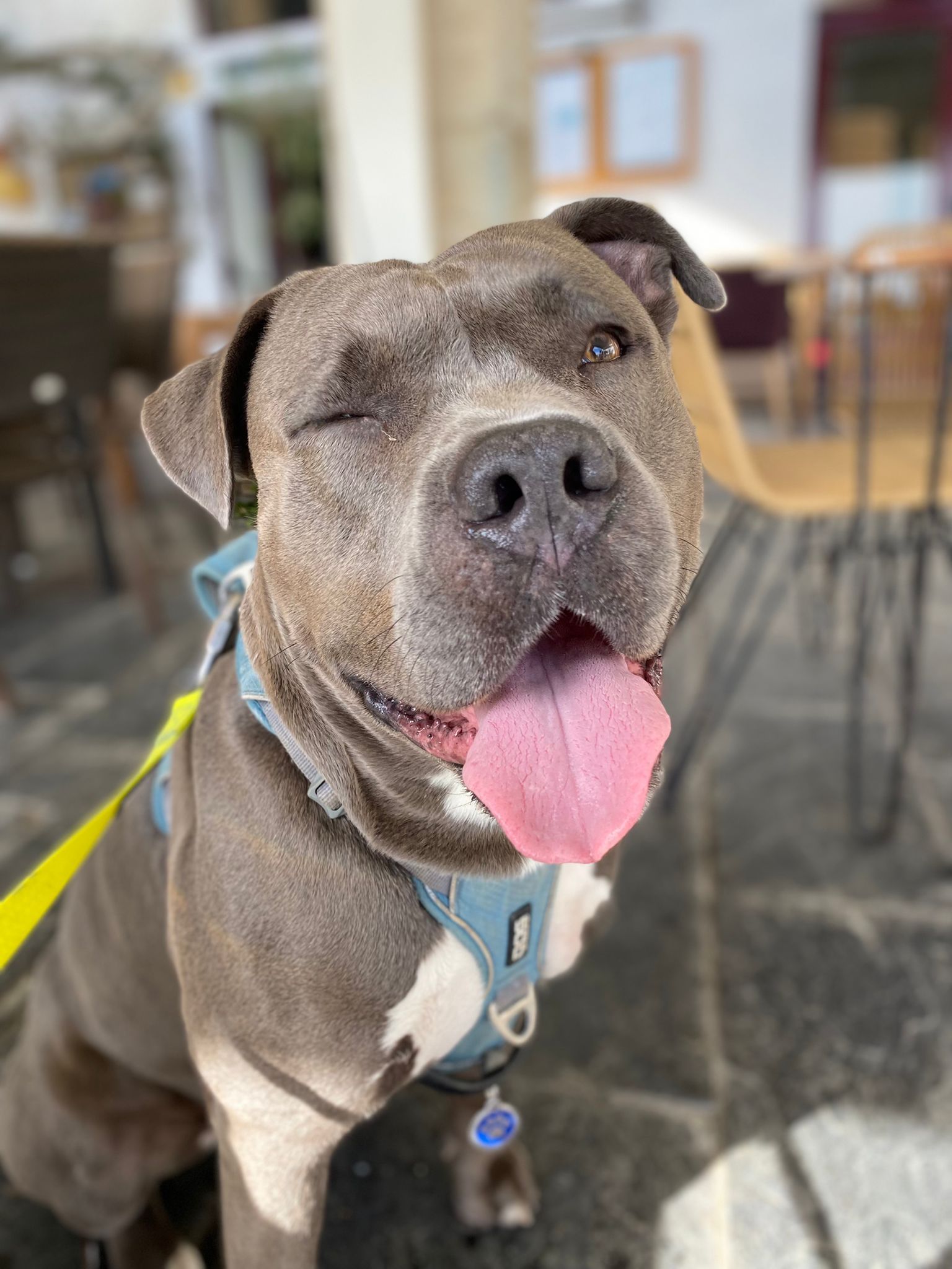 Perro Blu - Perro adulto con alma de cachorro - Mascotas adopción