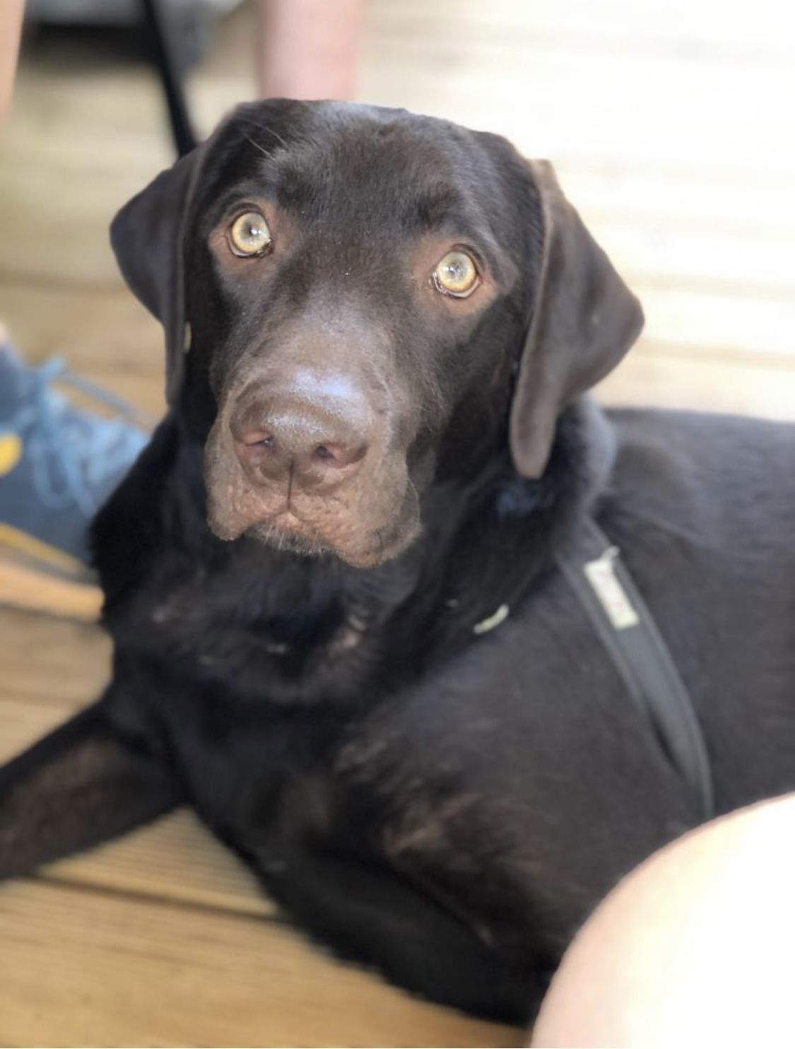 Perro Bock - Alegre y jugueton - Mascotas adopción