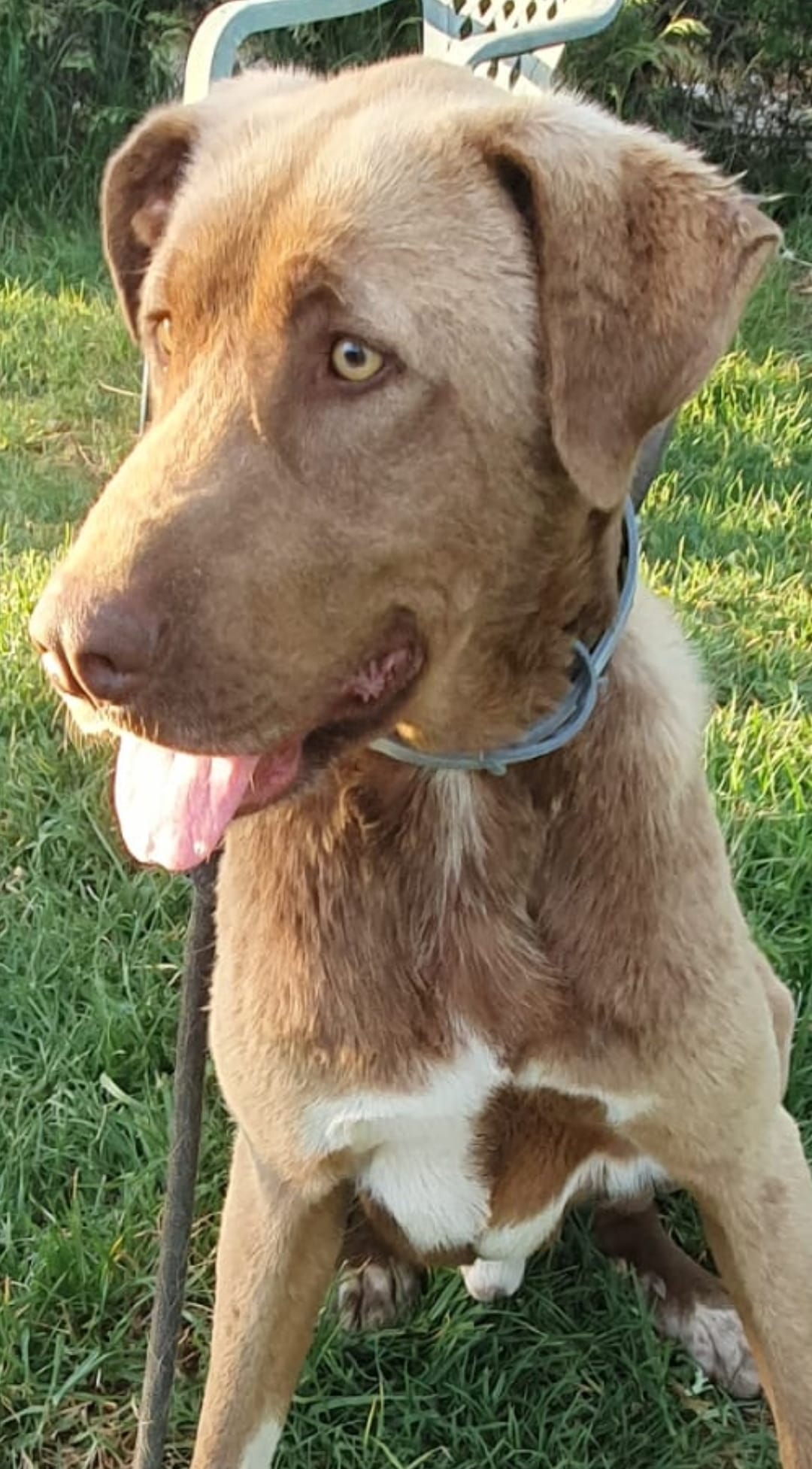 Perro MAYO - JUGUETÓN,SUMISO,CARIÑOSO,OBEDIENTE - Mascotas adopción