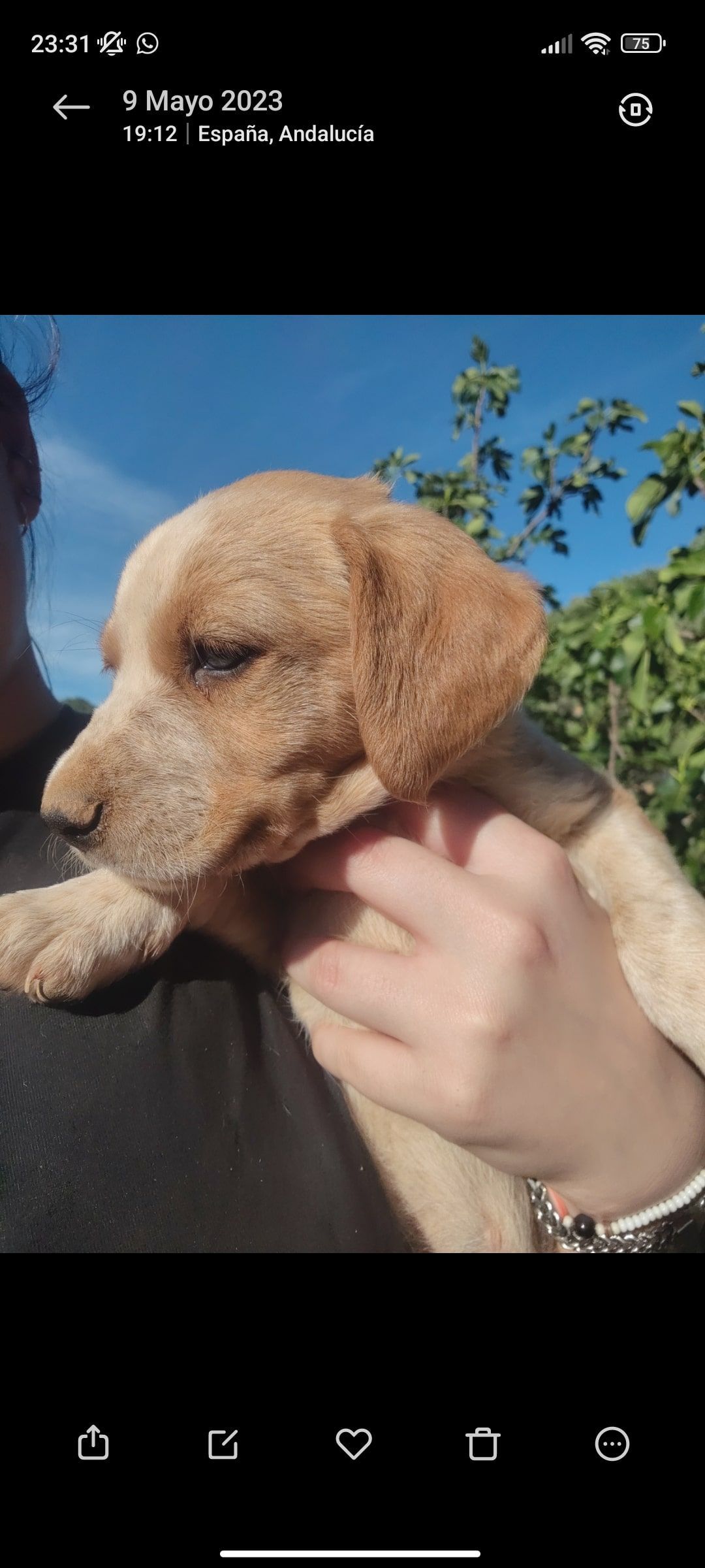 Perro Olivia - Busco una familia que me quiera - Mascotas adopción