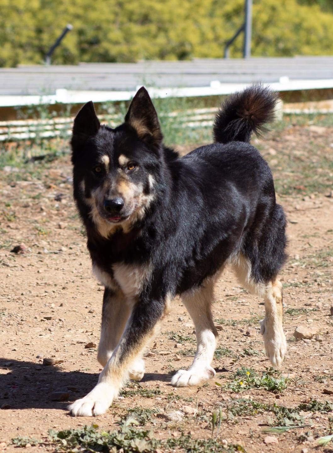 Perro TANOS - NOBLE, ACTIVO - Mascotas adopción
