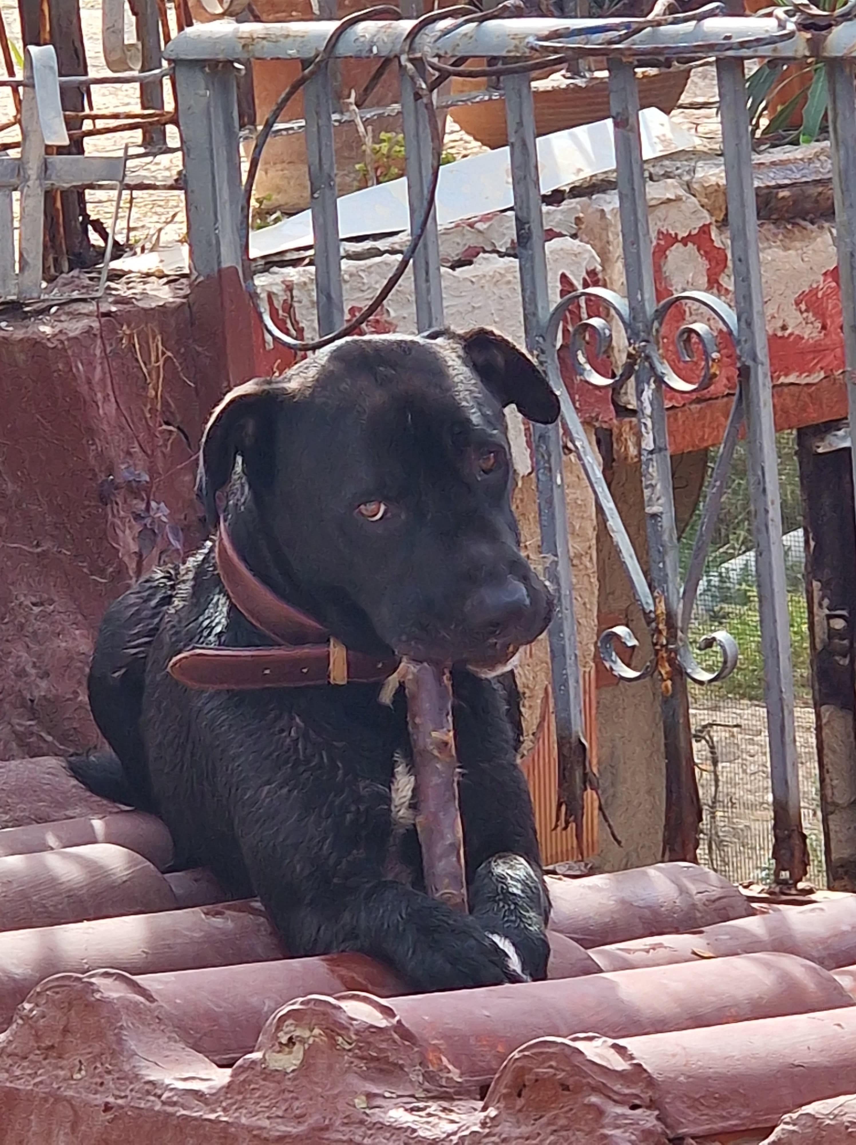 Perro Romeo - Cariñoso, adopción urgente - Mascotas adopción