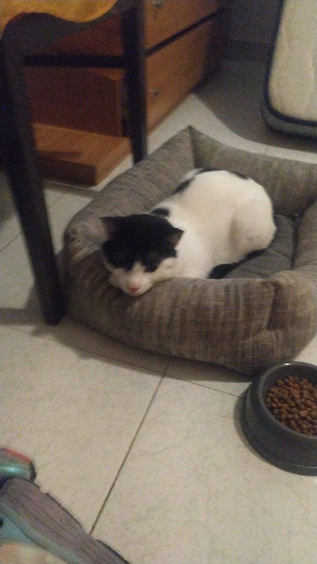 Gato Coco - juguetón y territorial, - Mascotas adopción