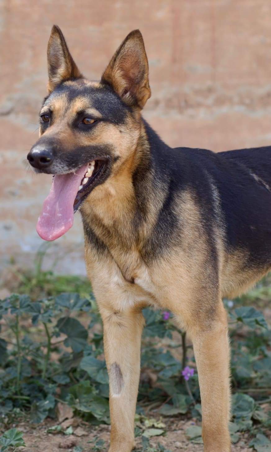 Perro STELLA - NOBLE, ALEGRE Y SOCIABLE - Mascotas adopción