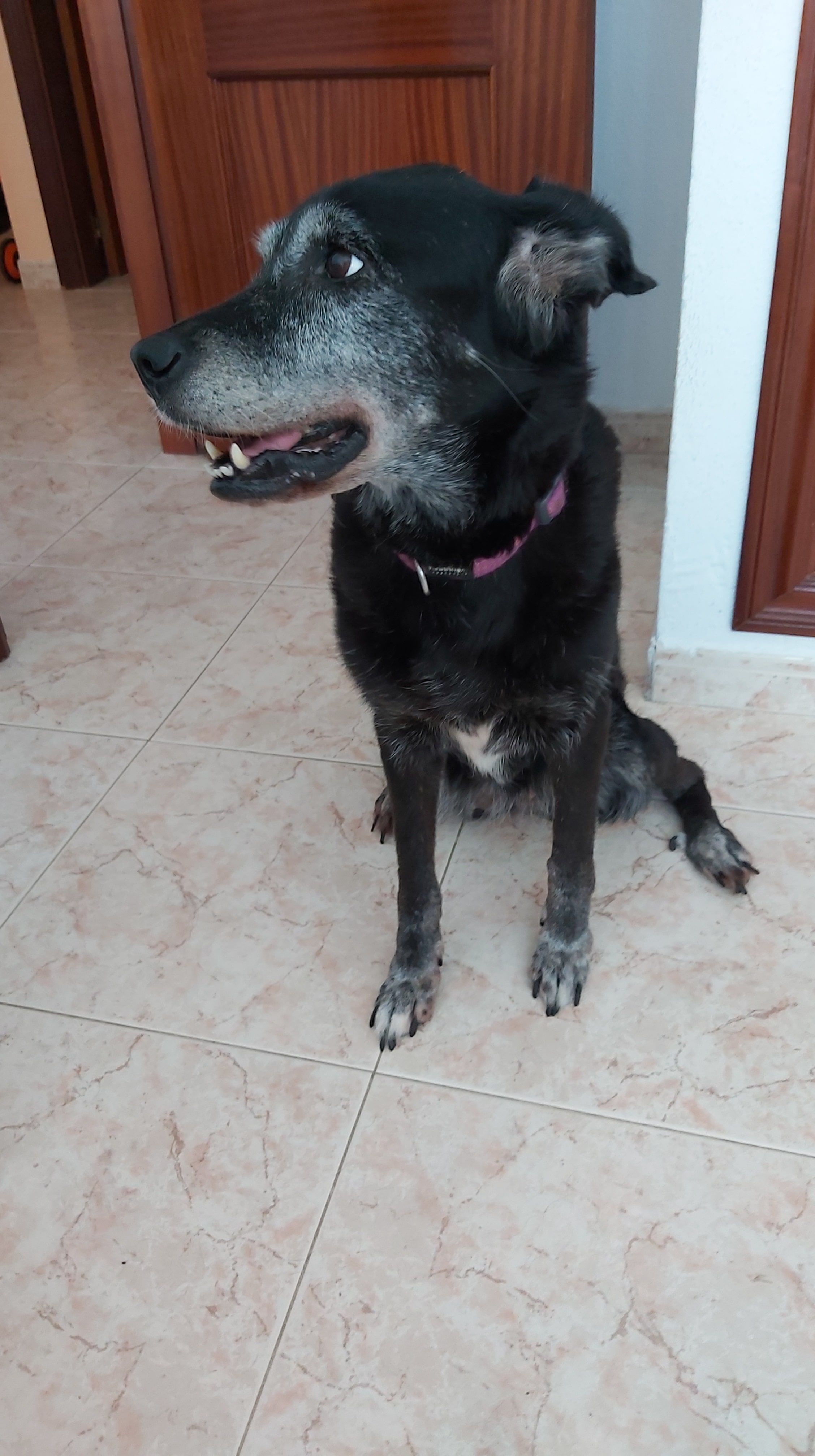 Perro Sam - Es una perrita tranquila.Es sorda pero obediente - Mascotas ...