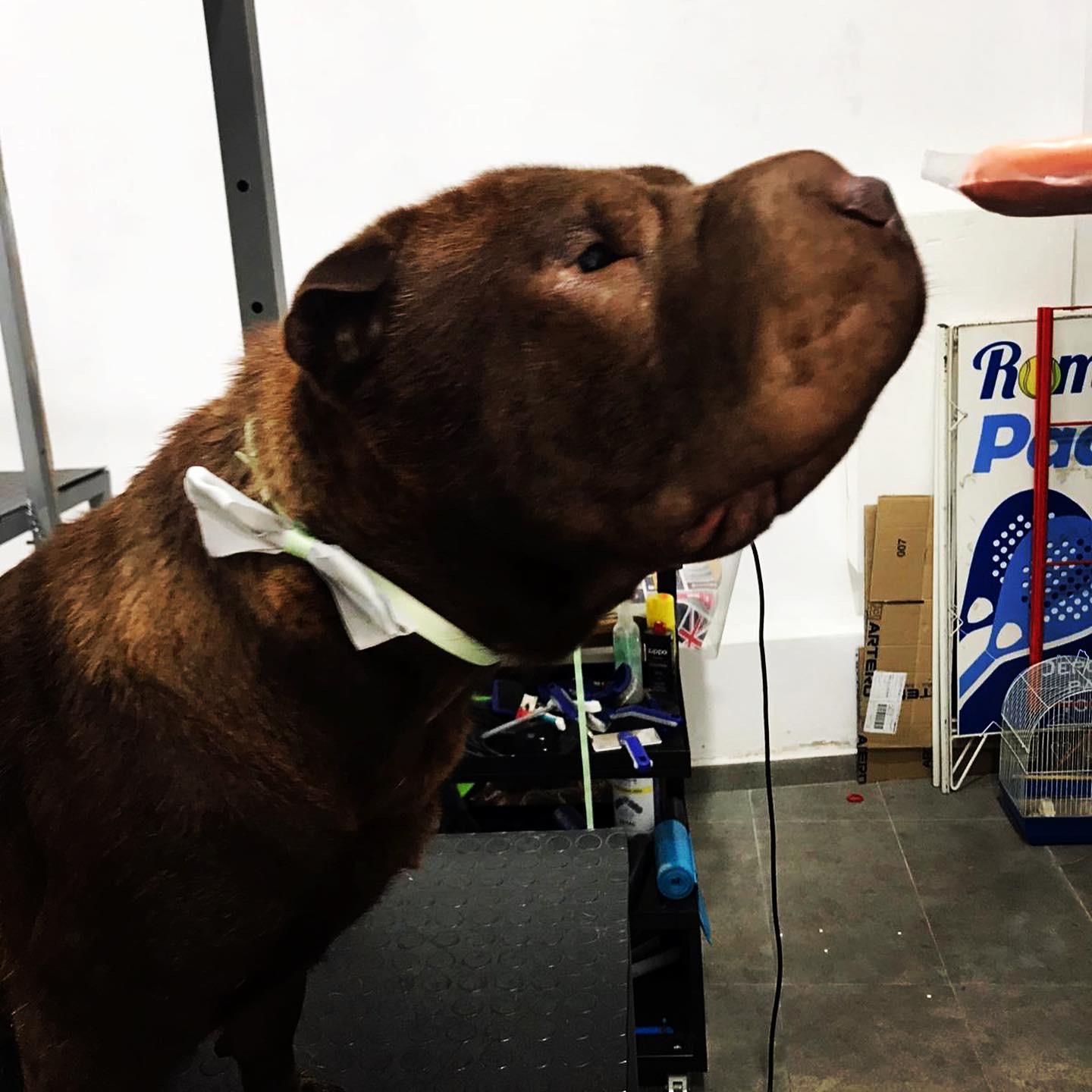 Perro Rollo - Cariñoso y muy tranquilo - Mascotas adopción