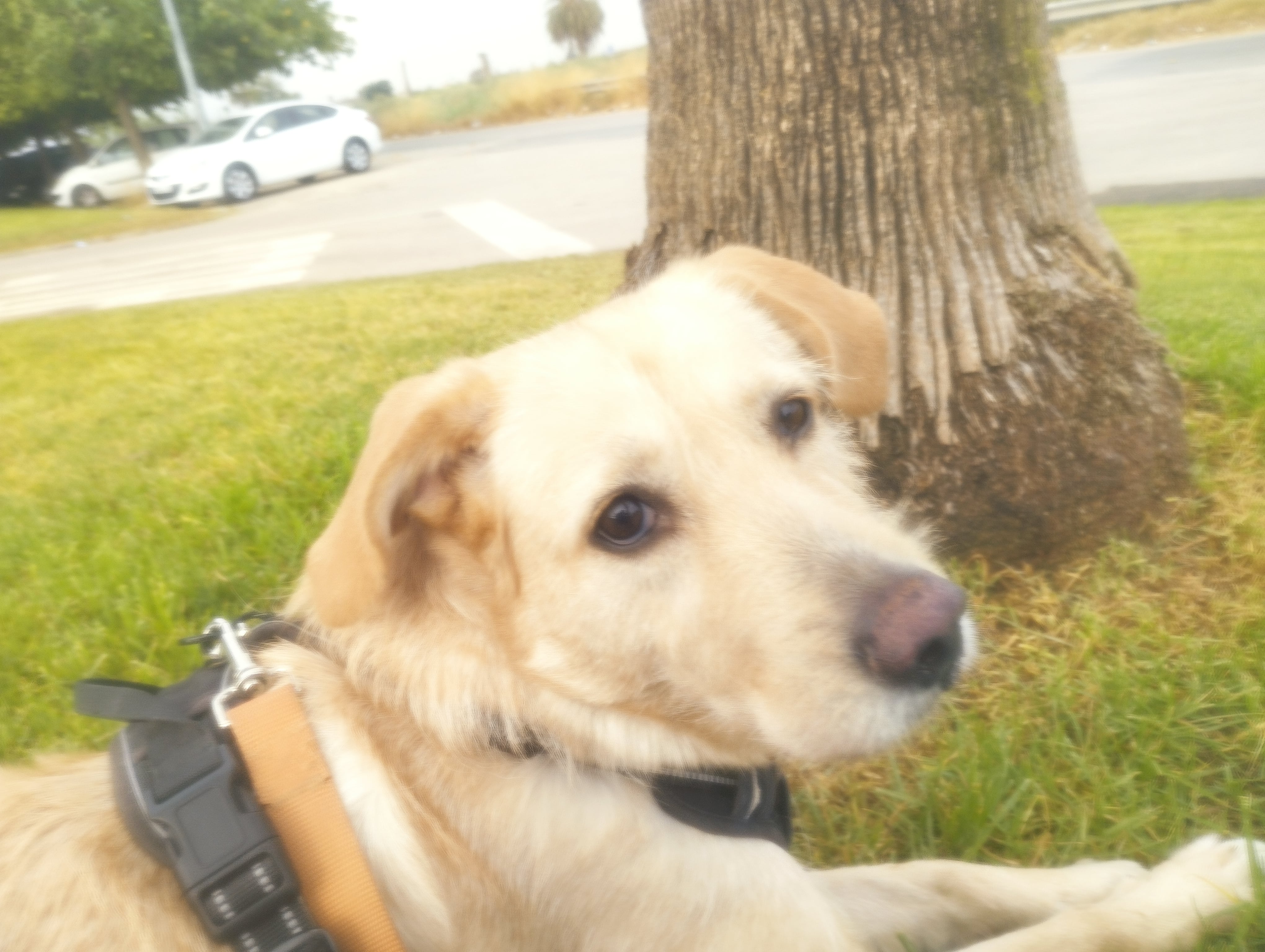 Perro Amy - Dócil, cariñosa y juguetona - Mascotas adopción
