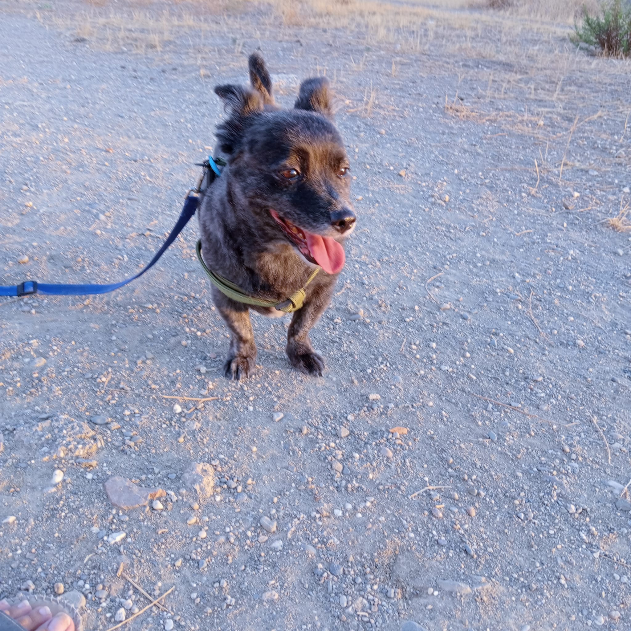 Perro Pepito - PEPITO 6 AÑOS 9 kg BUEN CARÁCTER - Mascotas adopción