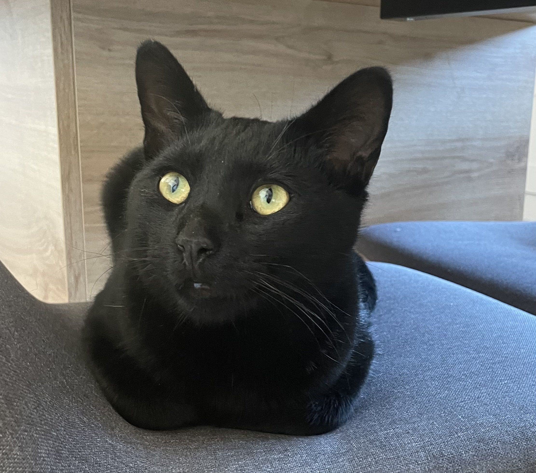 Gato Rumi y sus hermanos pantera - Cariñosos, sociables y juguetones ...