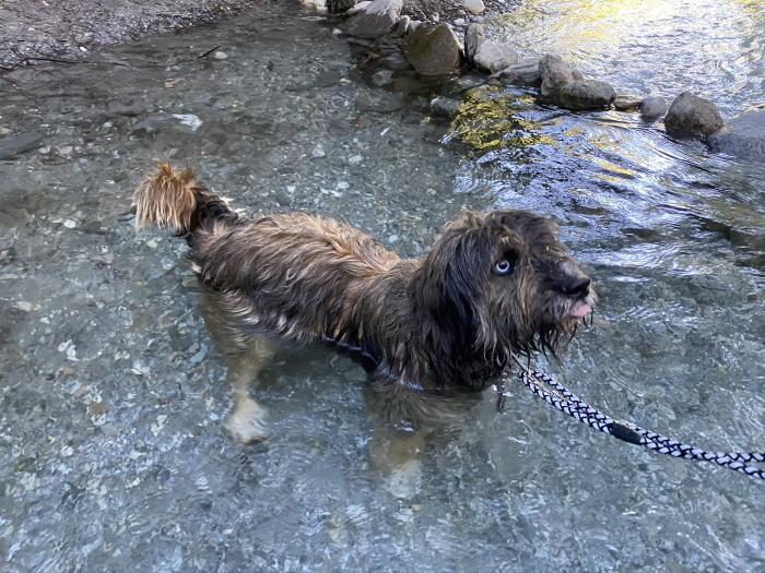 Perro ROMEO - Sus dueños tienen problemas de salud - Mascotas adopción