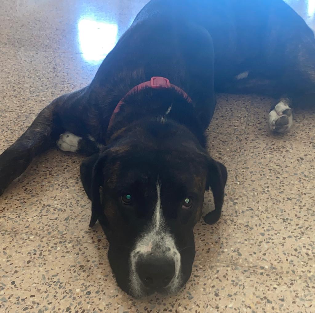 Perro zazu - cariñoso - Mascotas adopción