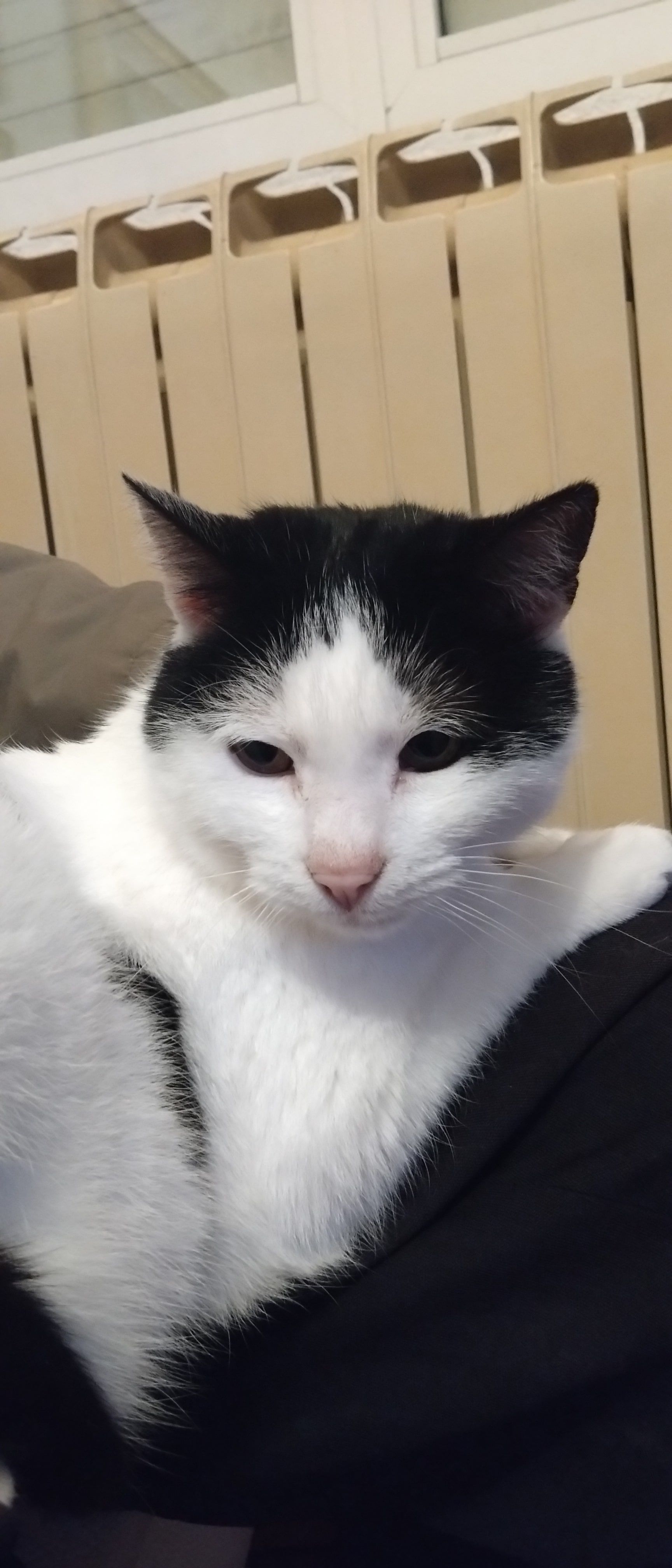 Gato Gatinis mimiso - Definición de gato mimoso - Mascotas adopción