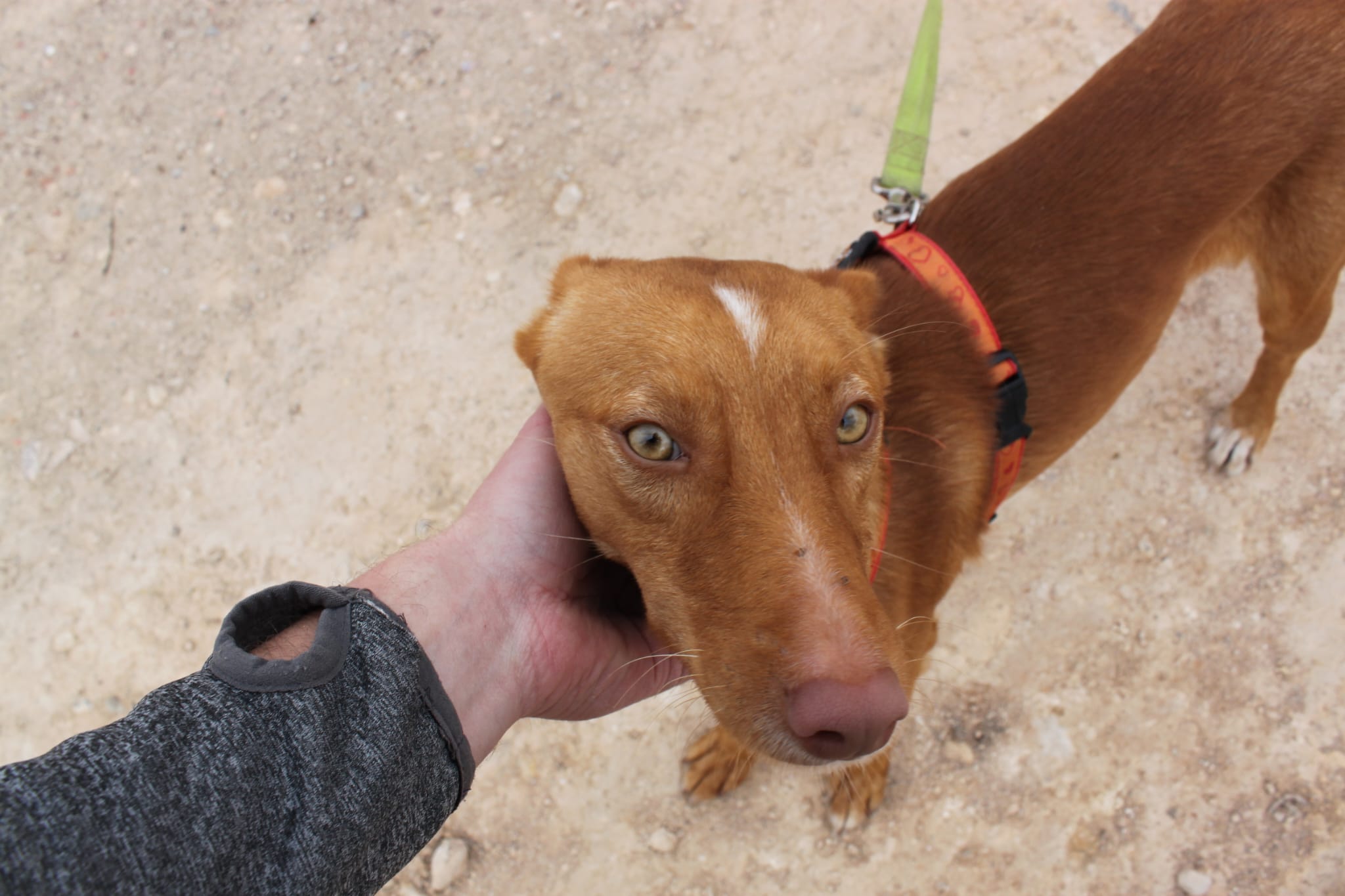 Perro CARAMELO - Muy juguetón cuando gana confianza - Mascotas adopción