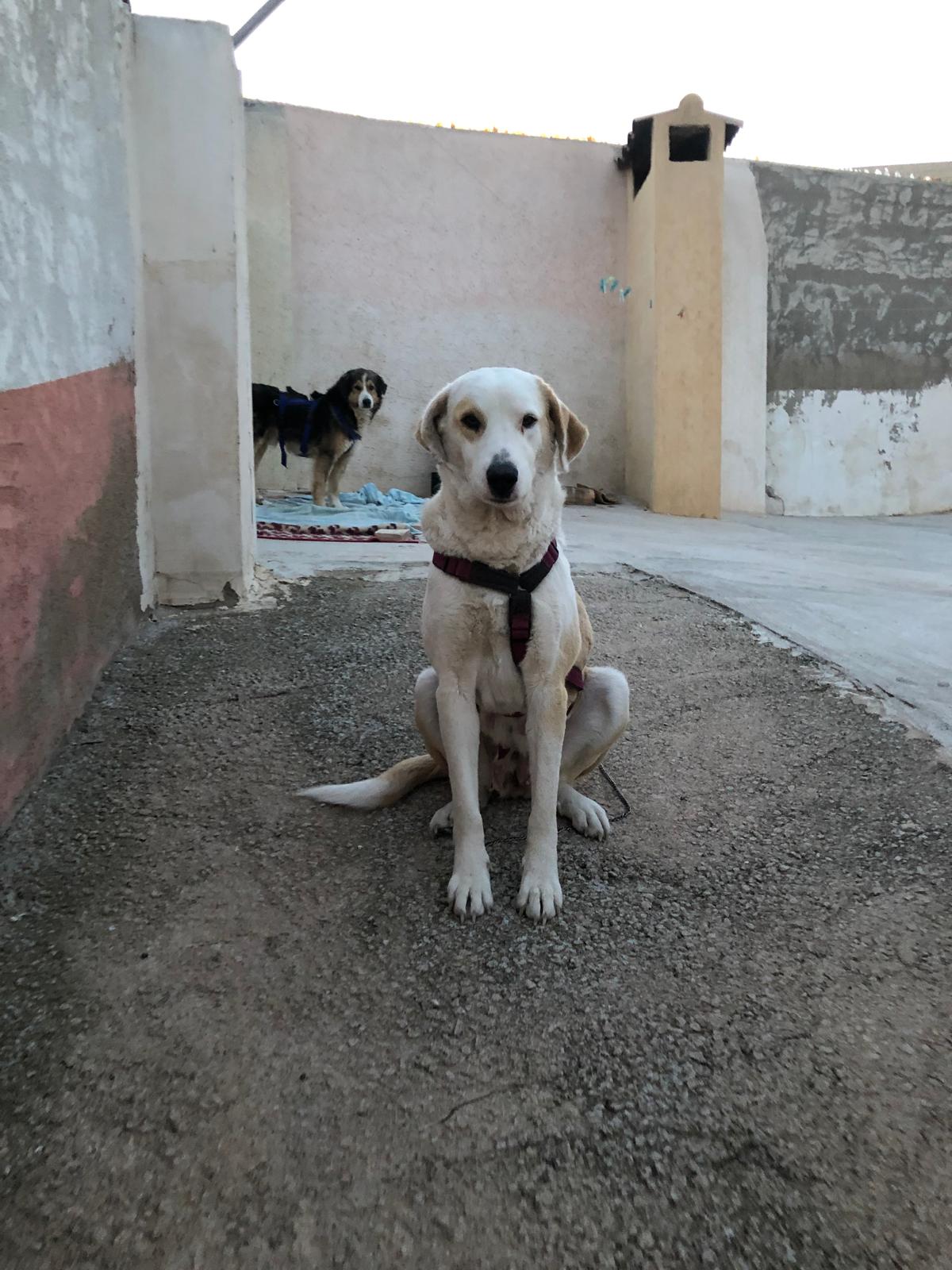 Perro LUNA 🌙 - 💔LUNA vive sola en el campo - Mascotas adopción