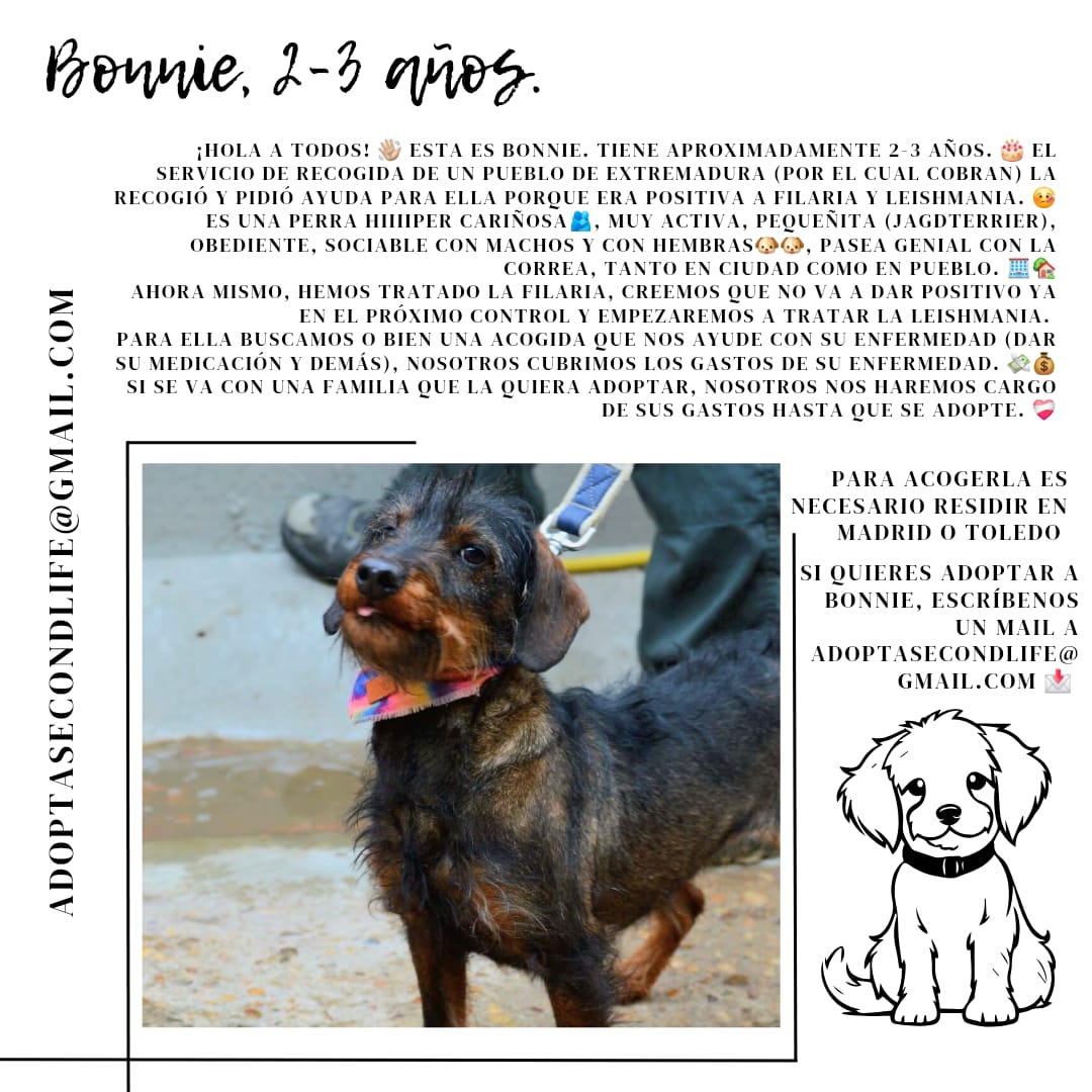 Perro BONNIE - JOVEN, BUENO, SOCIABLE, CARIÑOSO, OBEDIENTE - Mascotas ...