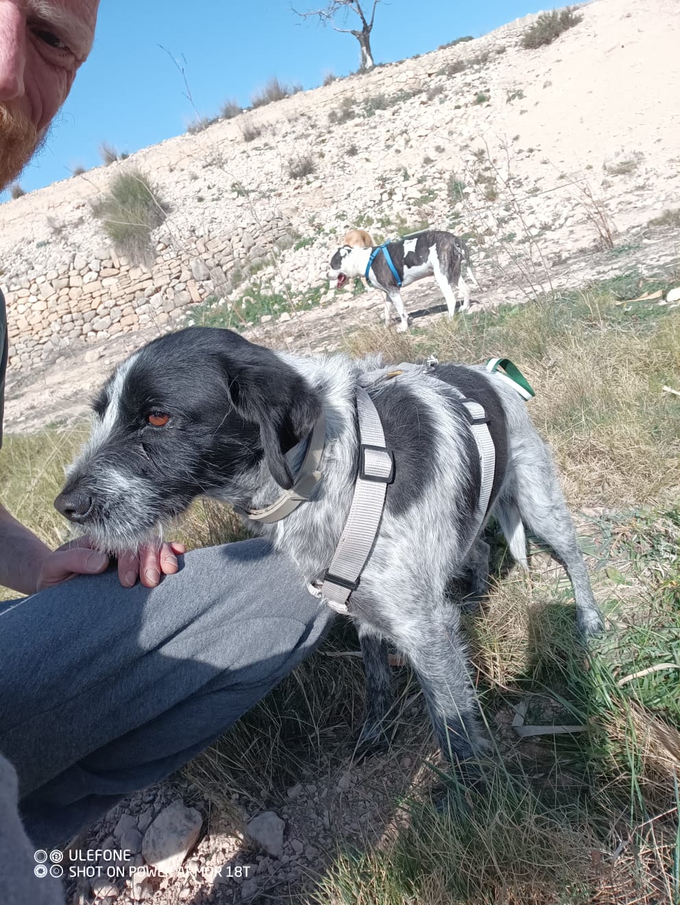 Perro 😍 El pequeño MONTY busca hogar - Un perrito encantador, le gusta ...