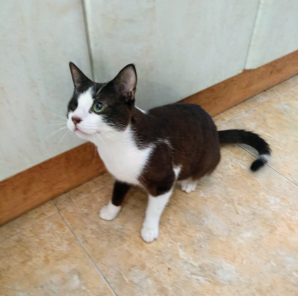 Gato Pirata - Pirata un gatito de 9 meses, juguetón y tímido - Mascotas ...