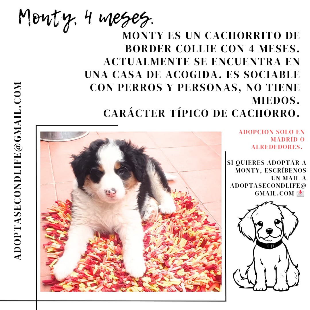 Perro MONTY - JOVEN, BUENO, SOCIABLE, CARIÑOSO, OBEDIENTE - Mascotas ...