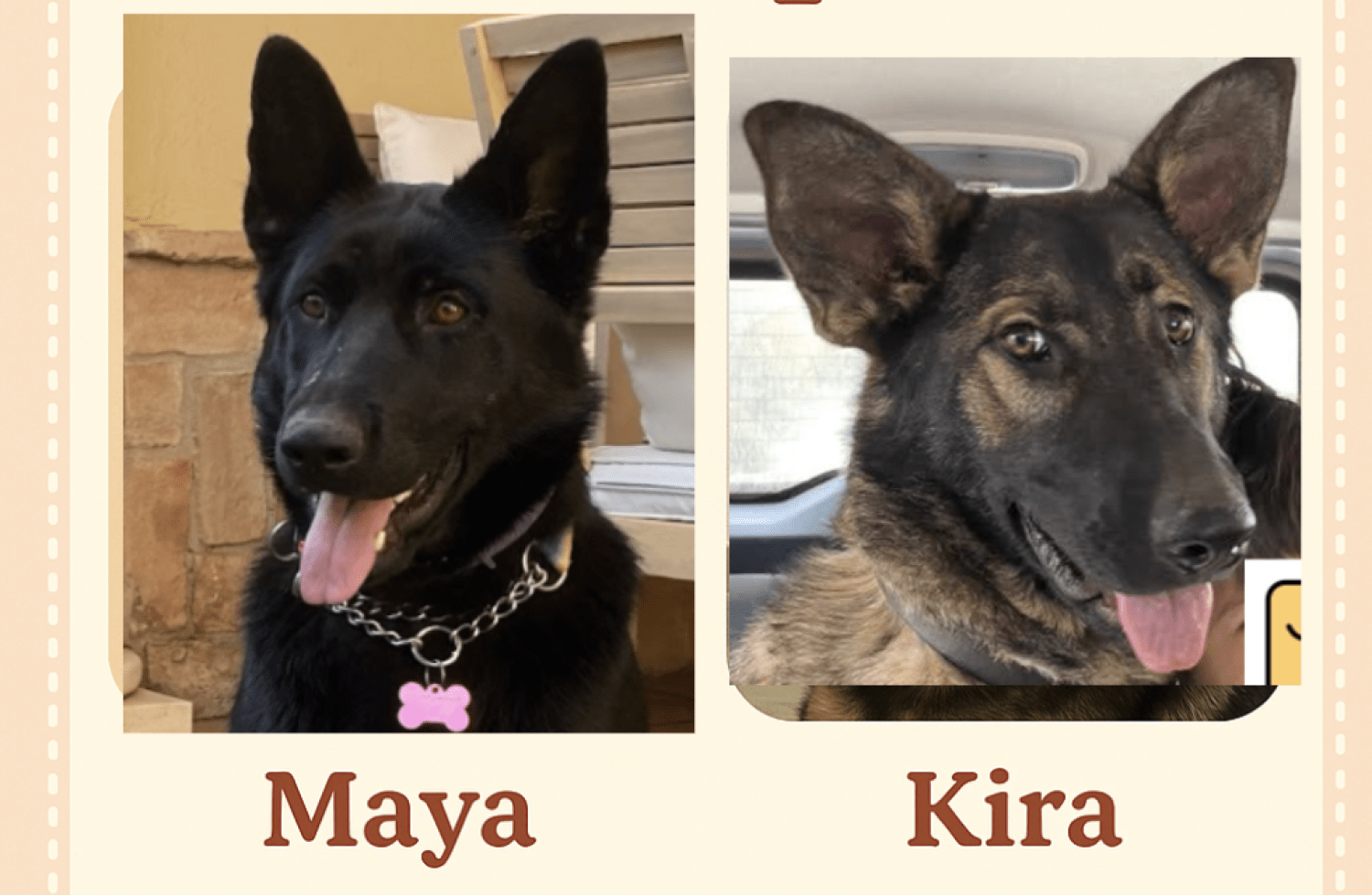 Perro Kira y Maya - ¡Kira y Maya buscan un hogar donde ser felices ...