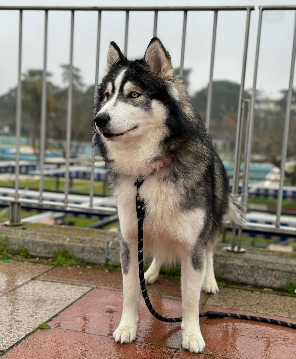 Perro Husky macho - Se da en Adopción responsable Husky en Córdoba ...